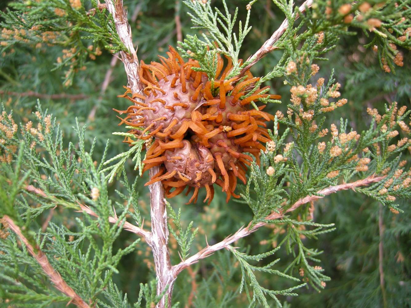 NCSU PDIC: Be on the Lookout for Cedar Apple Rust