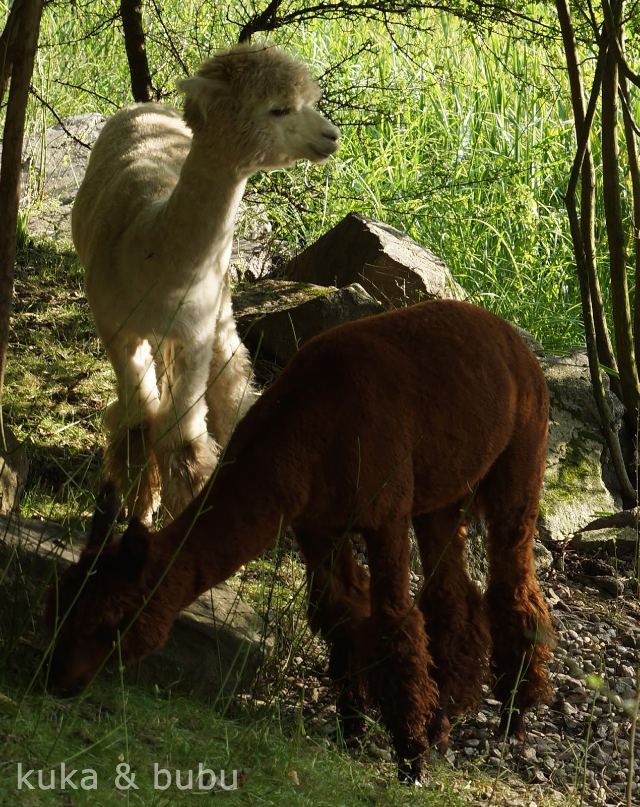 kuka and bubu: Tropical Alpacas