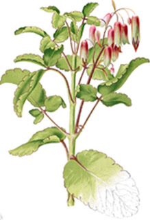 Herba & Tumbuhan: Setawar Bukan Sekadar Diletak Didalam Buku