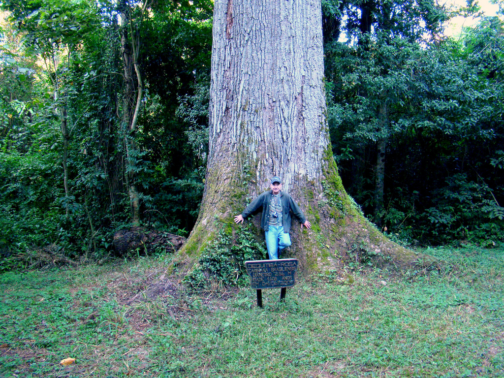 Jequitibá Gigante / Jequitibá Rosa / Cariniana legalis - Ótima para Bonsai