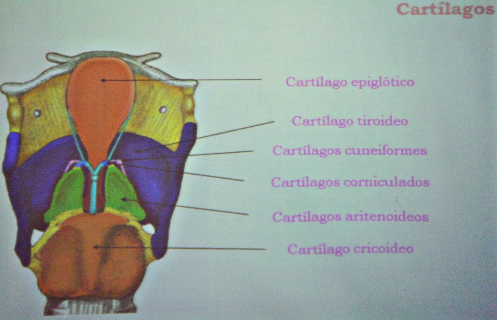 Laringe - Sistema respiratorio