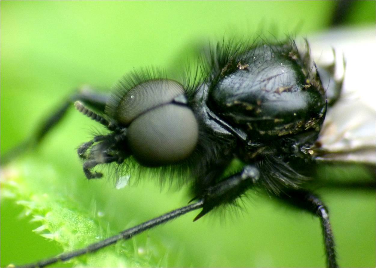 Insects of Scotland: Other Flies/Picture-wing Flies