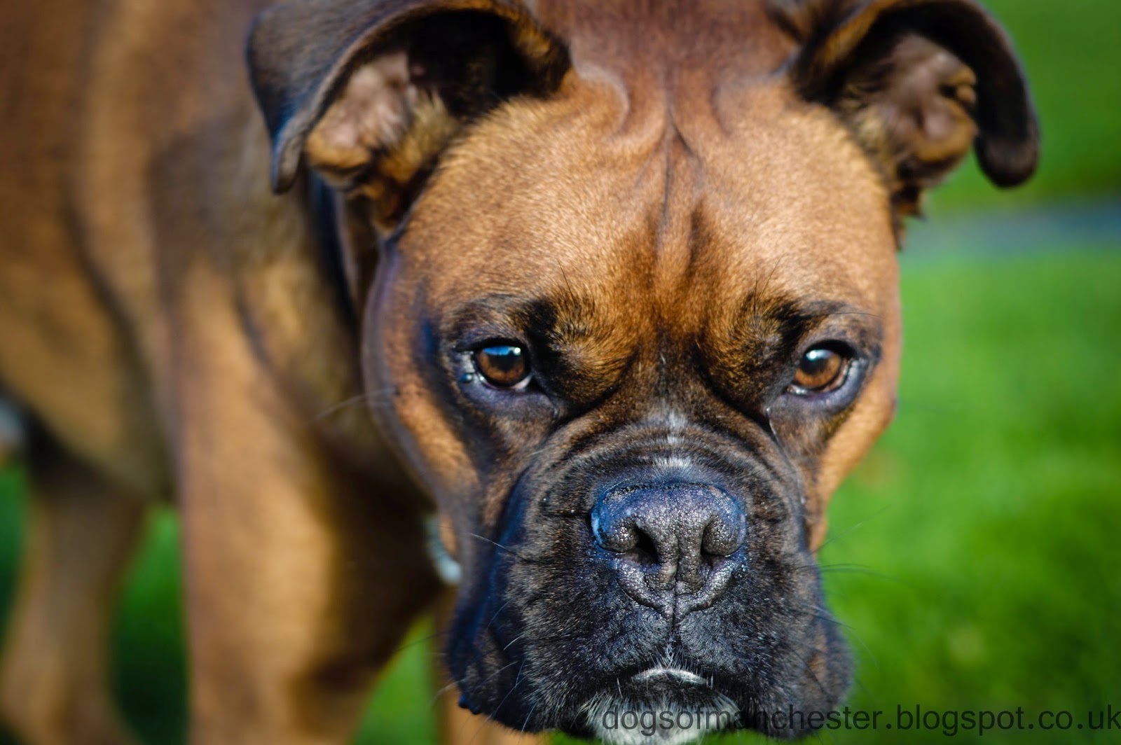 DOGS OF MANCHESTER: Rex the Boxer