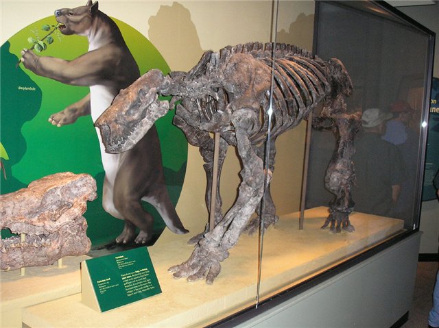 Variety of Life: Pantodonta