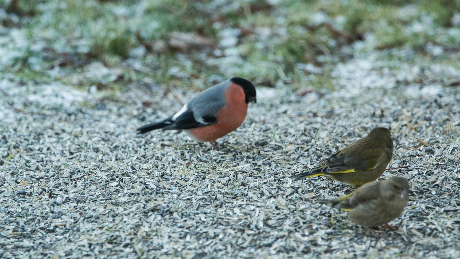 Steve`s fotoblogg: Småfugler + Nøtteskrike i hagen i Smørfjord