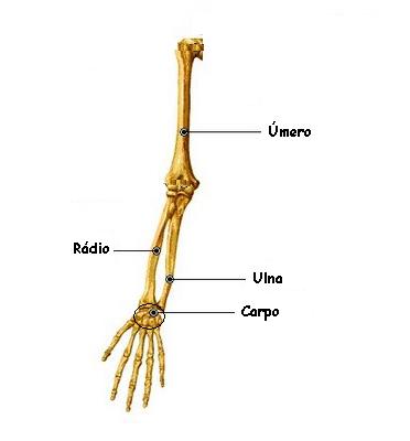 Os ossos do braço