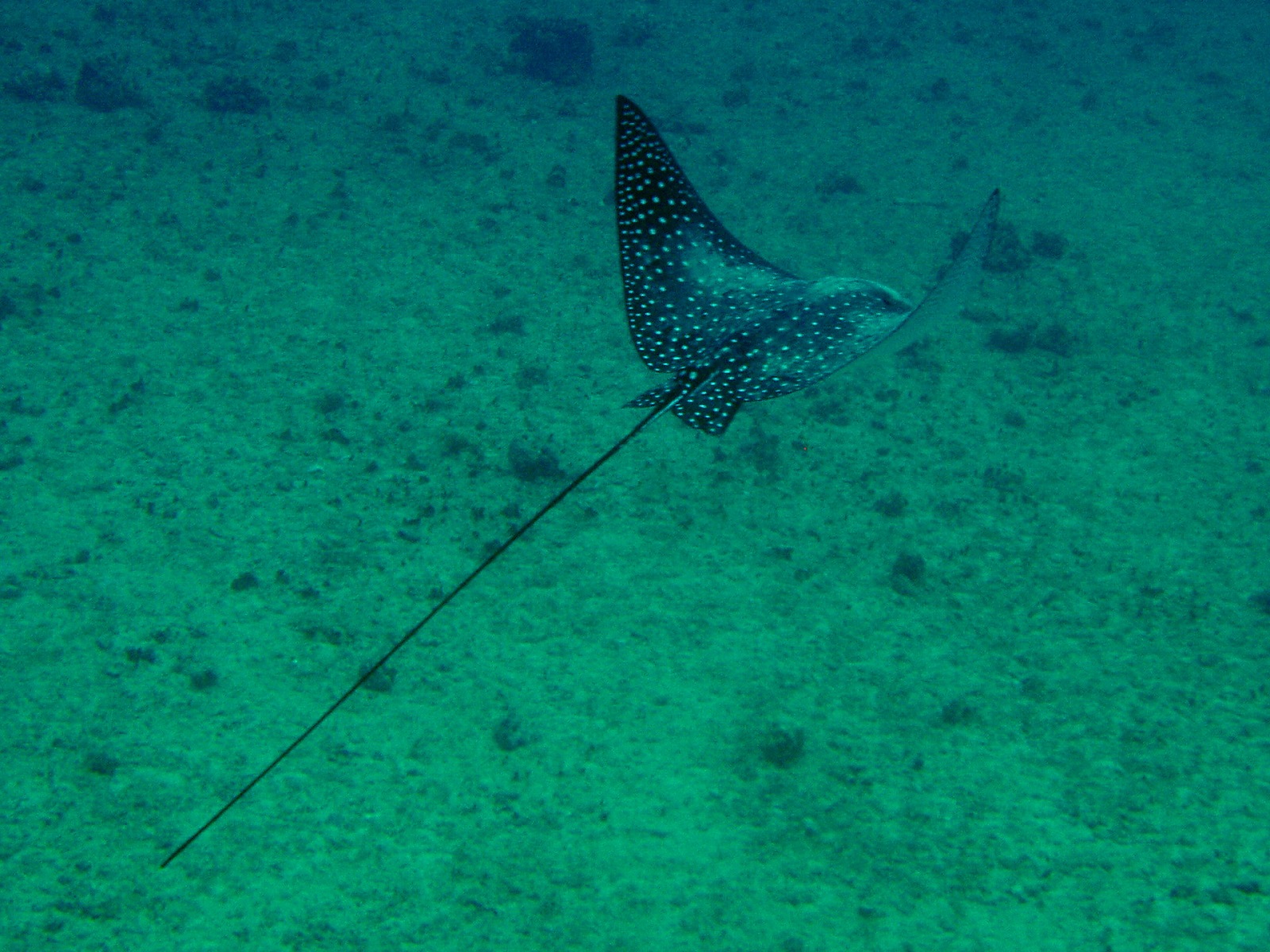 Real Monstrosities: Spotted Eagle Ray