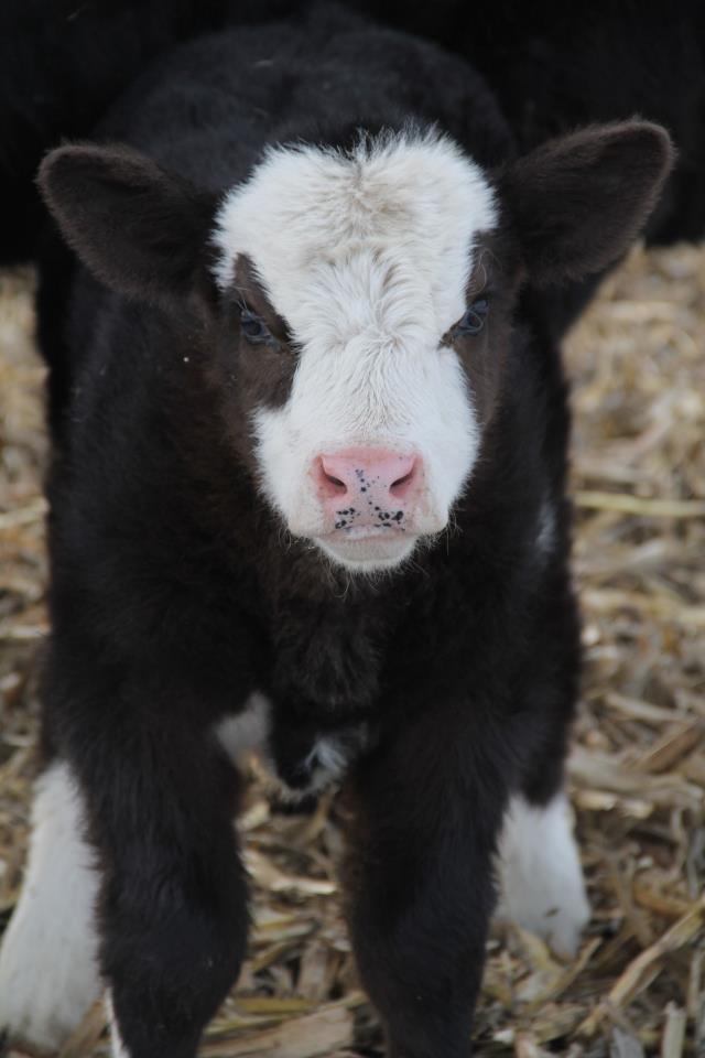 Lautner Farms: Joshua Kastel - Monopoly 2 Bull Calf