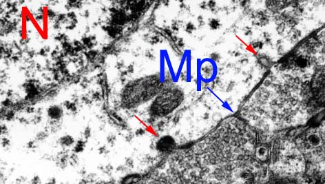 Membrana Plasmática: Cerca de la Membrana Plasmática