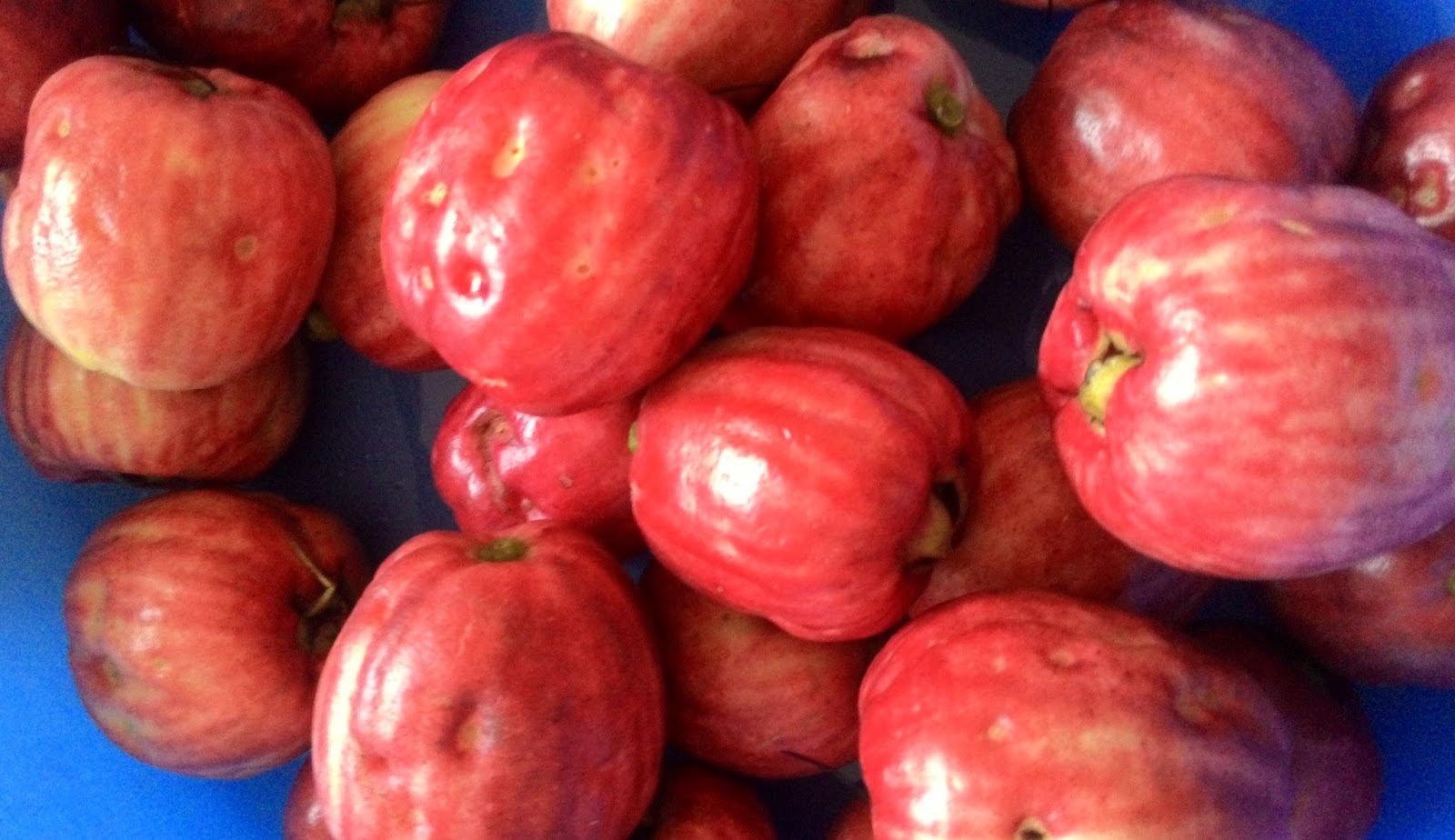 Hang Kebun: JAMBU BOL