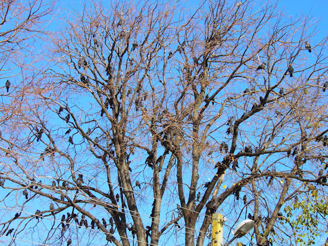 PASARI DIN ROMANIA: STANCUTA, Corvus monedula