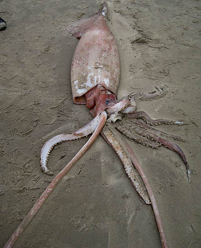 Buzz's Marine Life of Puget Sound: CLUBHOOK SQUID (Onykia robusta ...