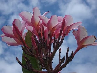 Cuerpo y Territorio Mesoamericano: Recorrido imaginario por Juchitán