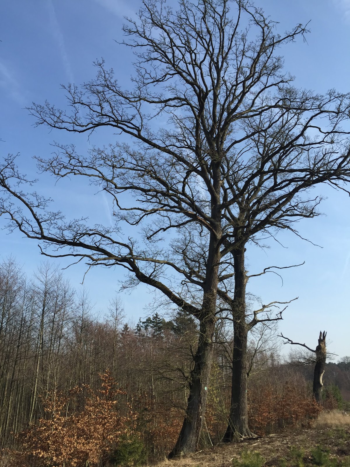 Przyrodnicza Wielkopolska: Doliwiec Leśny - skupisko pomnikowych dębów