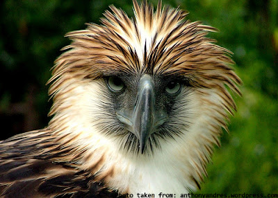 Wildlife in the Philippines