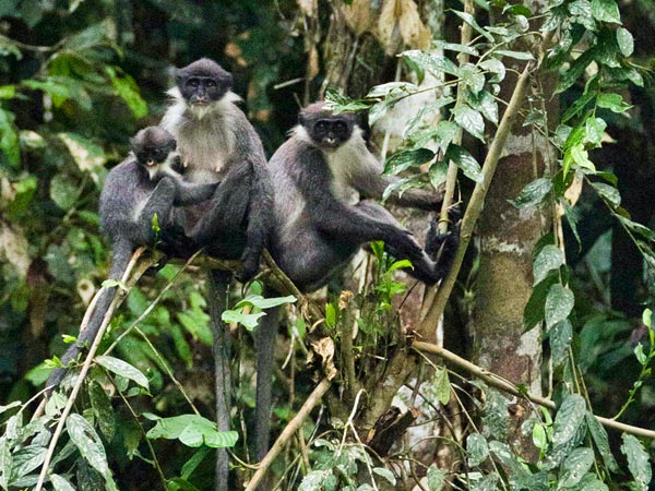 Species New to Science: [Mammalogy • 2012] Discovery of Miller’s ...