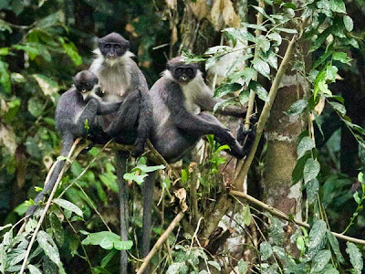 Species New to Science: [Mammalogy • 2012] Discovery of Miller’s ...