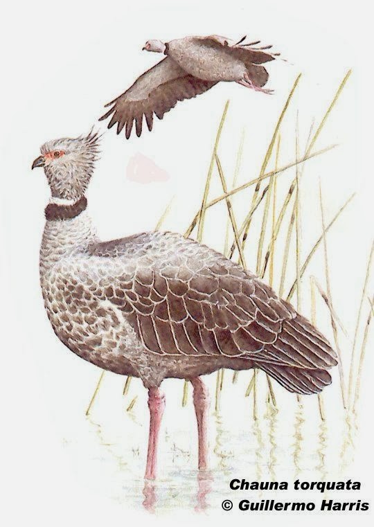 Argentina nativa: Chajá (Chauna torquata)