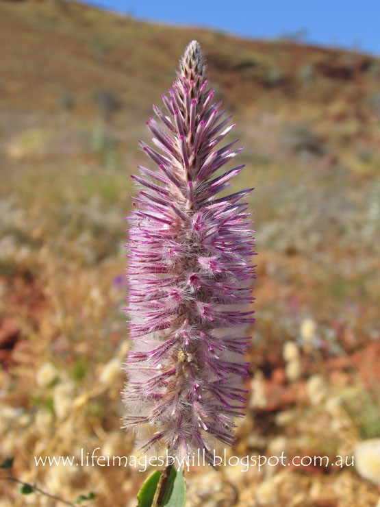 Life Images by Jill: For love of the Mulla Mulla - Western Australian ...