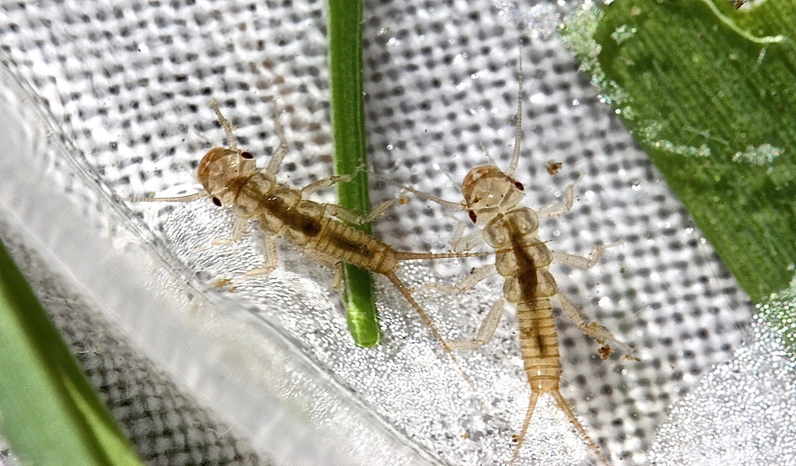 Aquatic Insects of Central Virginia: While we're waiting -- the Perlodid stonefly, Clioperla clio