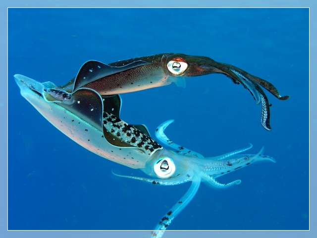 IMAGENES Y TEXTOS SELECTOS: ESPECIES ANIMALES EXTRAÑAS, RARAS O ...