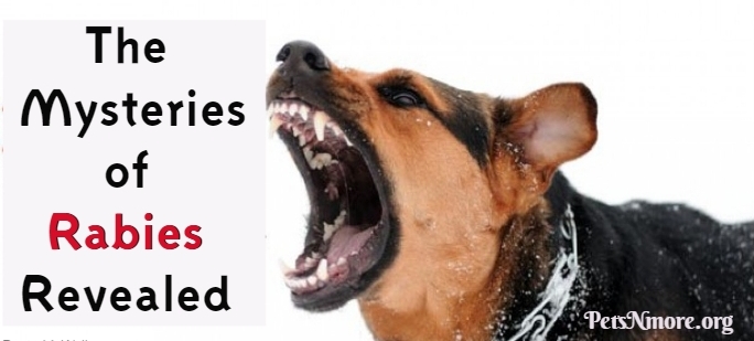 Pets-N-More: The Mysteries of Rabies Revealed