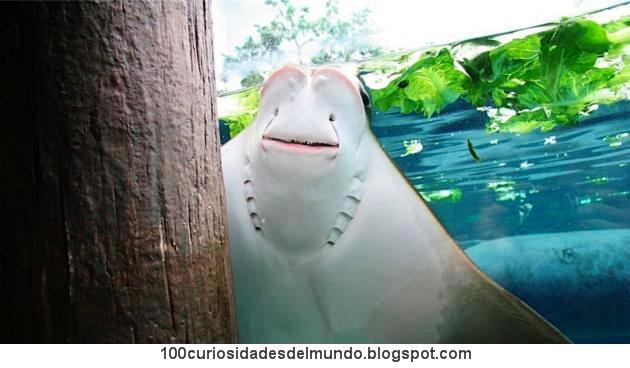 Curiosidades del Mundo: Las 10 fotos e imágenes más curiosas, raras y ...