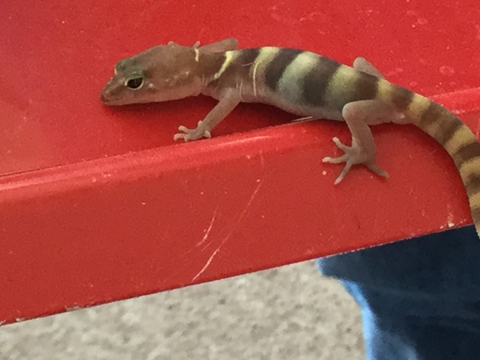 Mrs. Navarre’s Teaching Blog: My Western Banded Gecko Lizard Experience