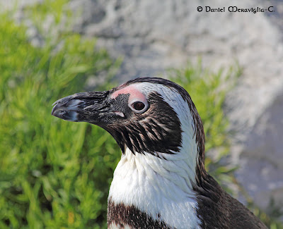 Fotos de aves by Loro: Pingüino del Cabo (Spheniscus demersus)
