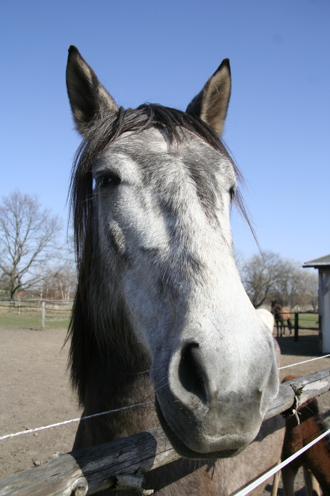TIERGESTÜTZTE-THERAPIE-STALLGEFLÜSTER