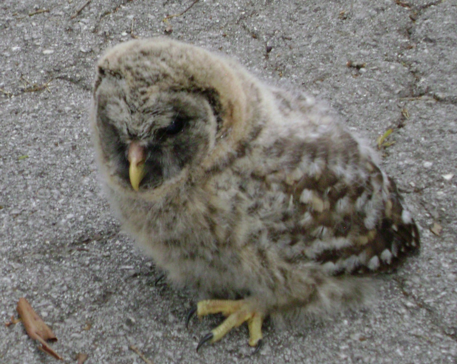 Seminole Heights Pocket Swamp: Baby Barred Owl rescue!