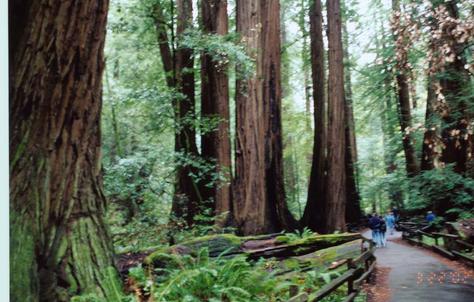 Zoe Barton: Happy Thought: Muir Woods