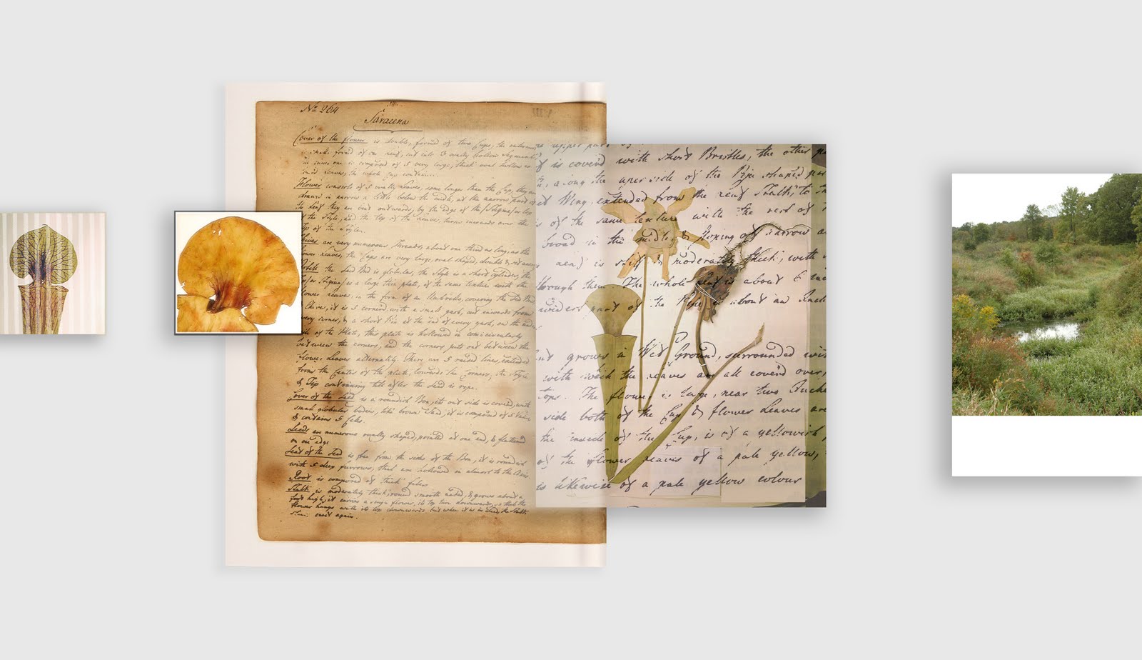 Looking for Jane Colden