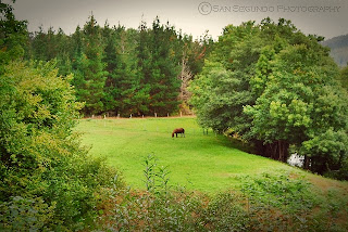 EL BUSCABOSQUES: "UNA VISITA A EL ABUELO" Souto da Retorta-Chavín ...
