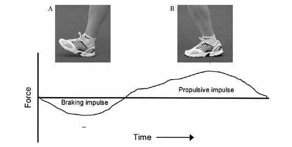 What are the biomechanical principles that are crucial for increasing ...