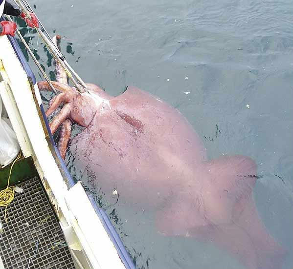 solorobalizas: La pesca del calamar gigante - Giant squid fishing