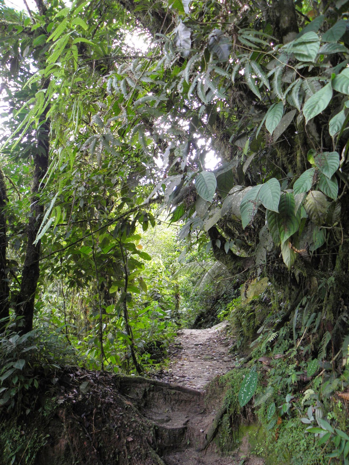 Ecuador Joannan silmin - Ecuador in my eyes: The Perfect Jungle Spot ...