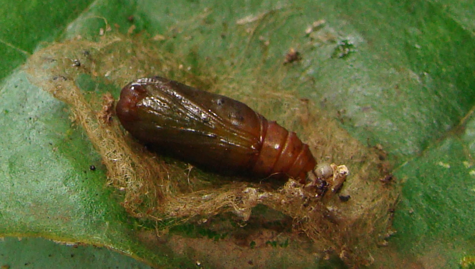 Insects of Kerala: WASP-3