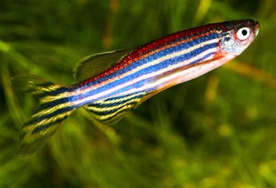 Zebrafish HD Wallpapers - Download
