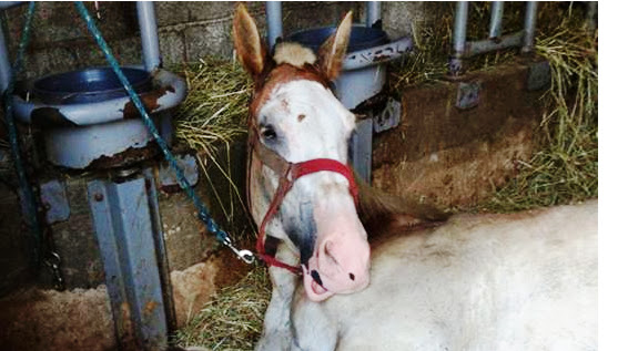 The Ethics of Equine Rescue: A Face Filled With Agony Amongst The Deaf ...