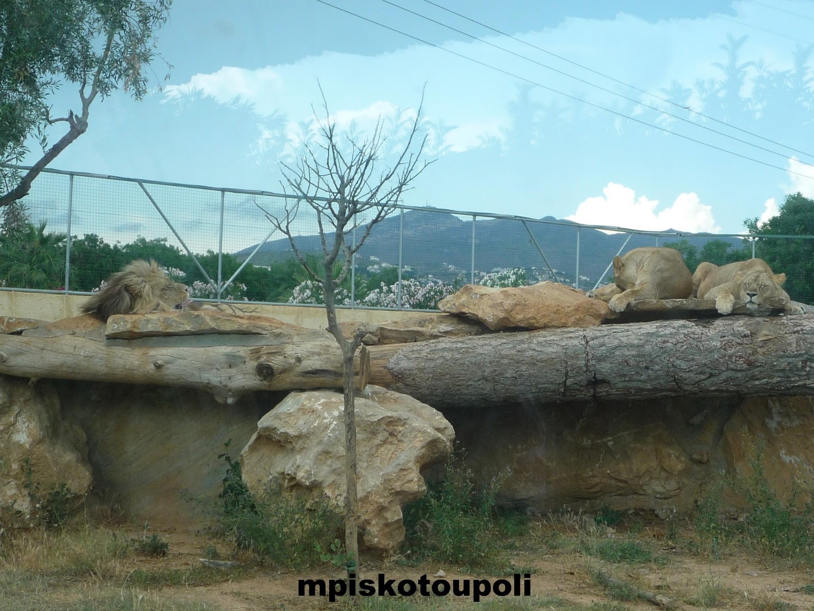 MPISKOTOUPOLI: ΜΙΑ ΜΕΡΑ ΣΤΟ ΑΤΤΙΚΟ ΖΩΟΛΟΓΙΚΟ ΠΑΡΚΟ