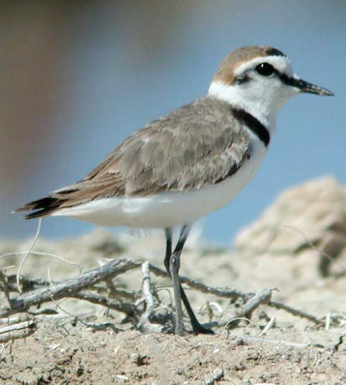 Kentish plover photos | Birds of India | Bird World