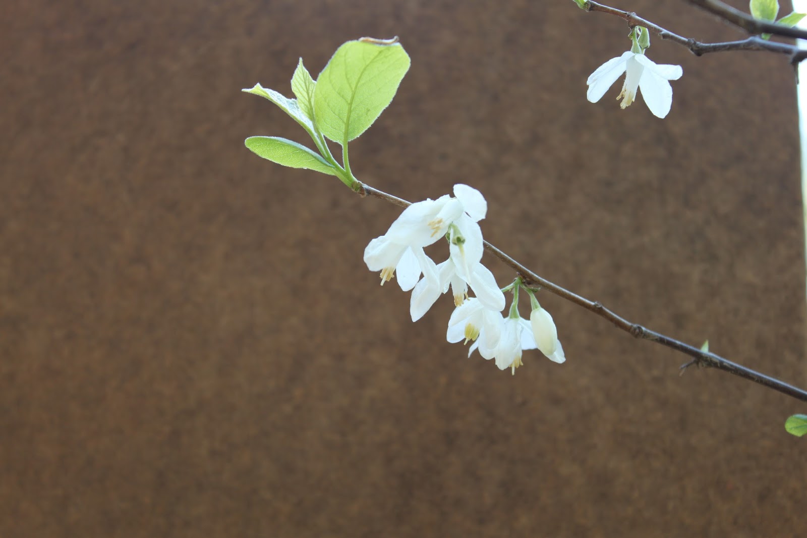 Centenary College Arboretum: What's in Bloom?