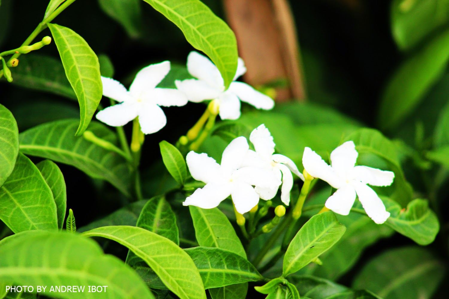 Ako si ANDREW IBOT!: Pandakaki-puti ( Tabernaemontana pandacaqui Poir.)