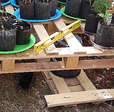 TigerLily Gardens: DIY Pallet Grow-Bag Tray