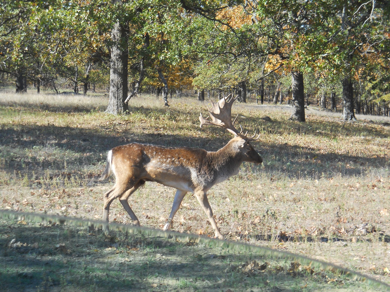 My Empty Nest: Woolaroc Museum & Wildlife Preserve, Oklahoma