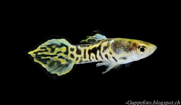 Guppyfoto: Endler Hybrids