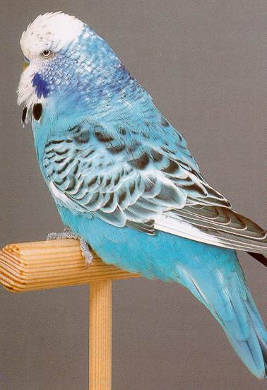 Criadero de periquitos australianos: Información acerca de nuestros ...