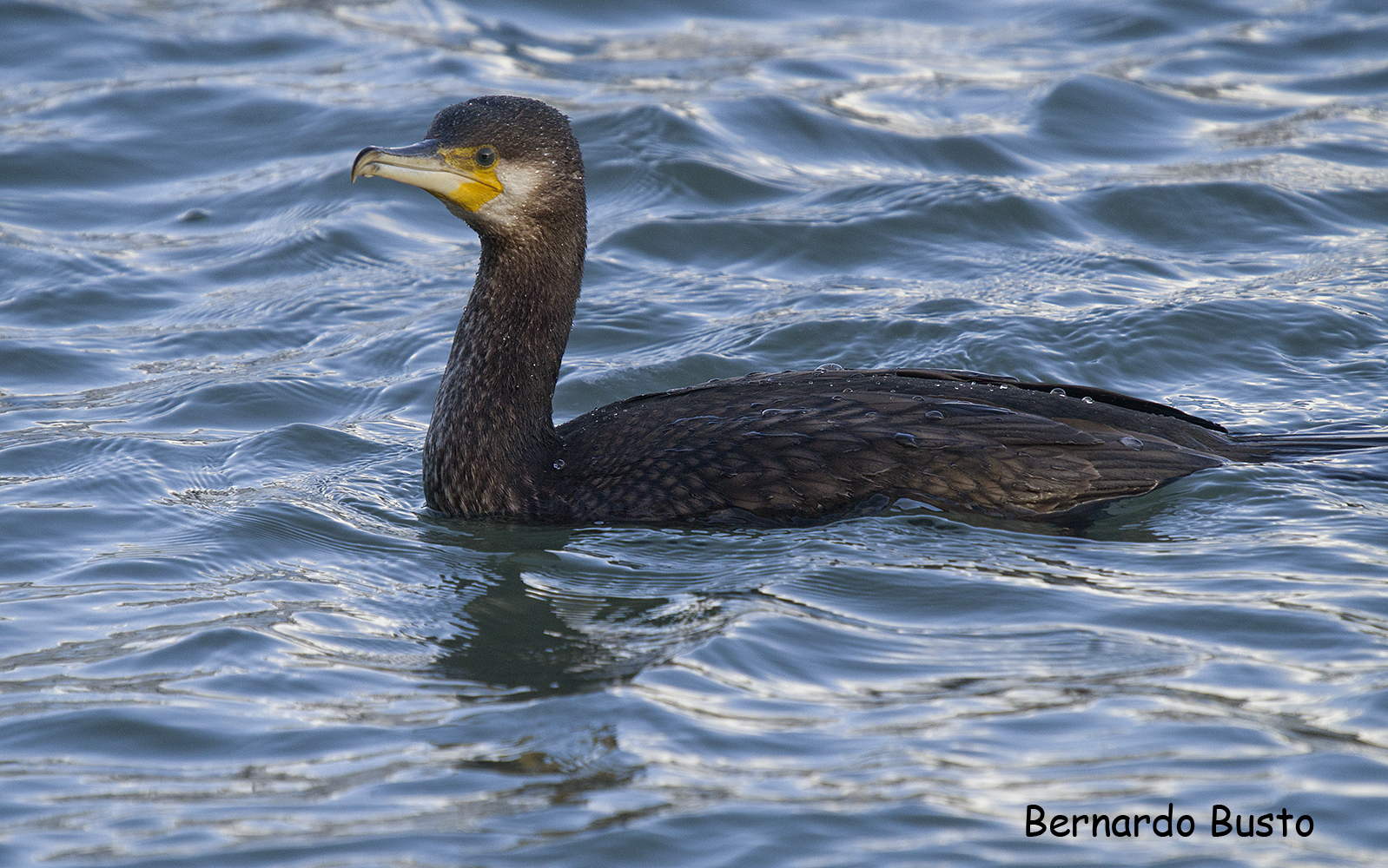 RÍA DE LA VILLA: Los Cormoranes del puerto