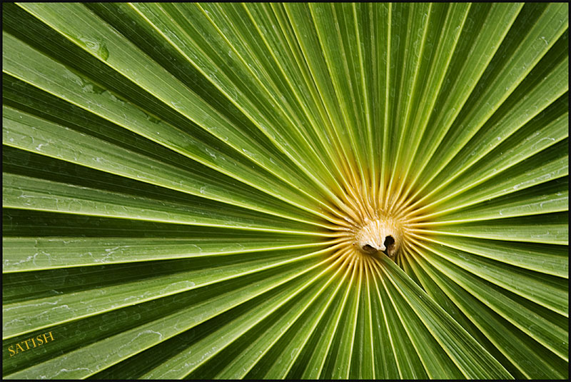 Megan.vanderPoel: Pattern Precedents